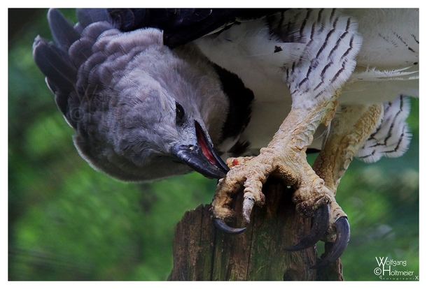 Harpy Eagle Harpia harpyja and its impressive talons - Photorator