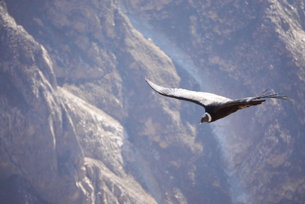 Andean Condor at Condors Cross Peru - Photorator
