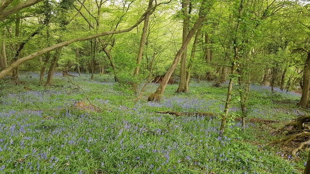 Bluebell Forest Kent England - Photorator