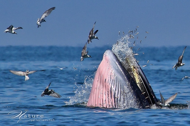 Brydes Whale Balaenoptera edeni photo by Sasi Smith - Photorator