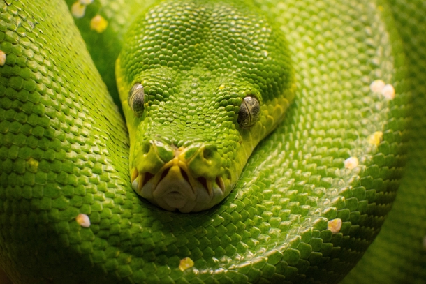 Emerald Tree Boa shot in Berlin Zoo - Photorator