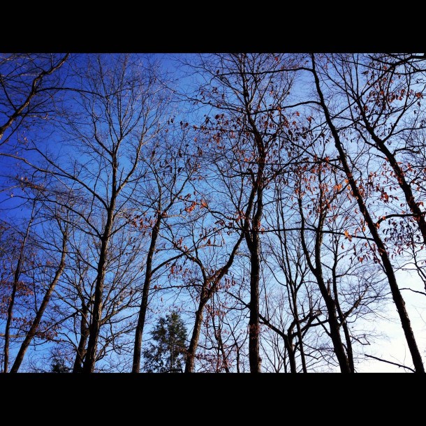 Late Fall forest in Northeastern Ontario - Photorator