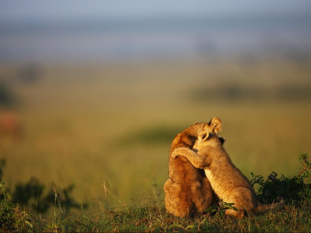Lion Cub Hug Man Gets Lots Of Lion Love
