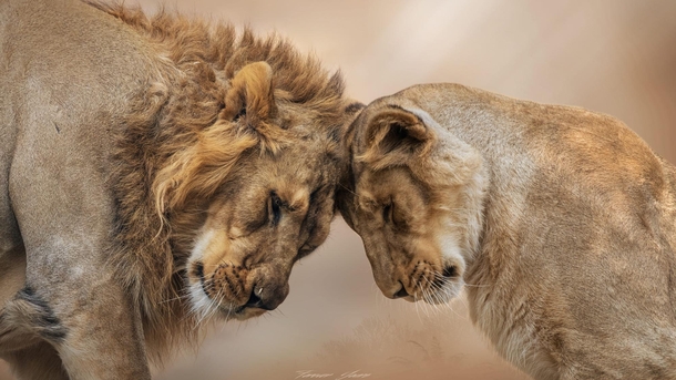 Lion head boop - Photorator
