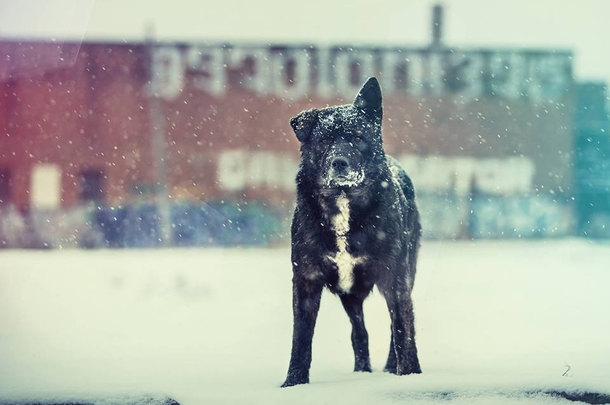 Stray dog AKA Satan in Detroit Photo by Joe Gall - Photorator