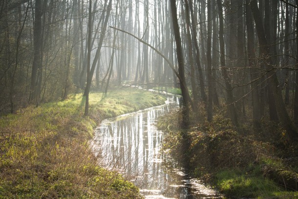 Stream in a little forest Northern Germany - Photorator