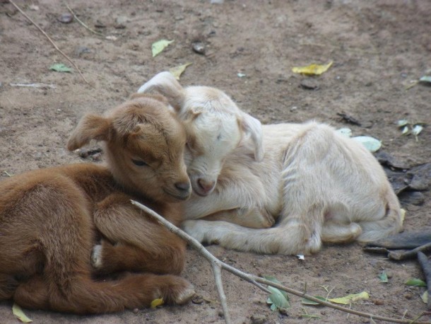 Two baby goats cuddling in Mali West Africa - Photorator