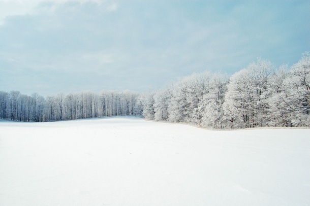 Winter Forest Near Toronto Canada - Photorator