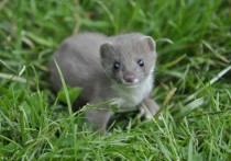 week old stoat - - Photorator