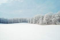 Winter Forest Near Toronto Canada - Photorator